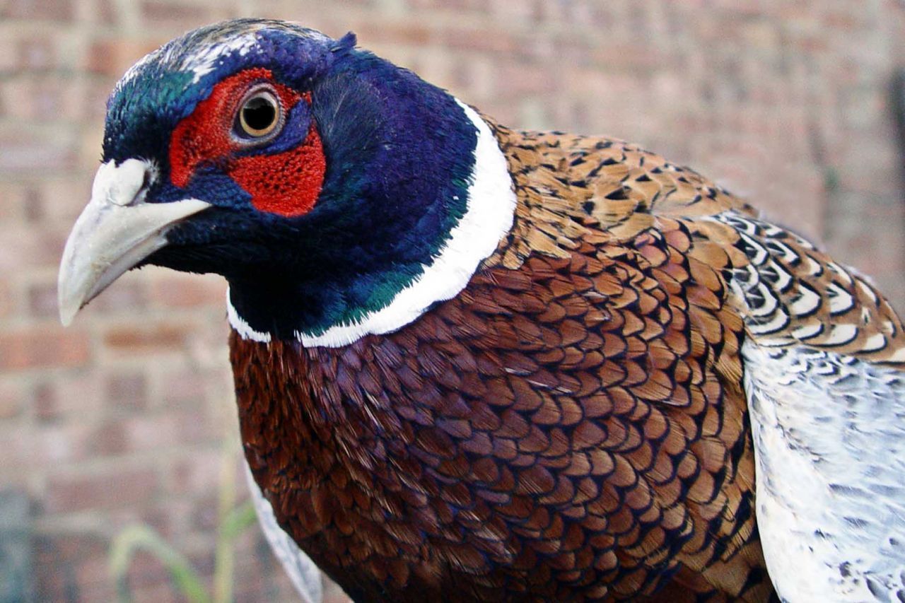 El ojo del buitre: Aves - Faisán