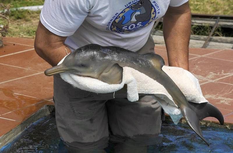 Fieggentrio: Aangespoeld: een gewonde baby-dolfijn.