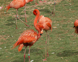 PicturesPool: Beautiful Water Birds pictures