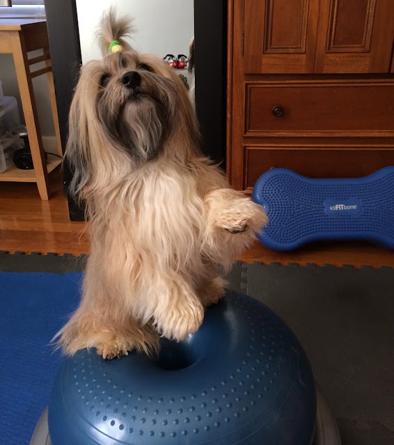 To Dog With Love: Teach Your Dog to Sit Pretty