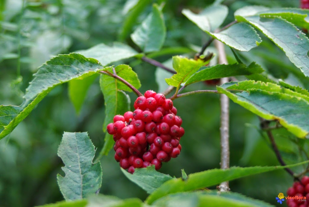 Bonnes à croquer - Ces surprenantes "Mauvaises herbes": LE SUREAU