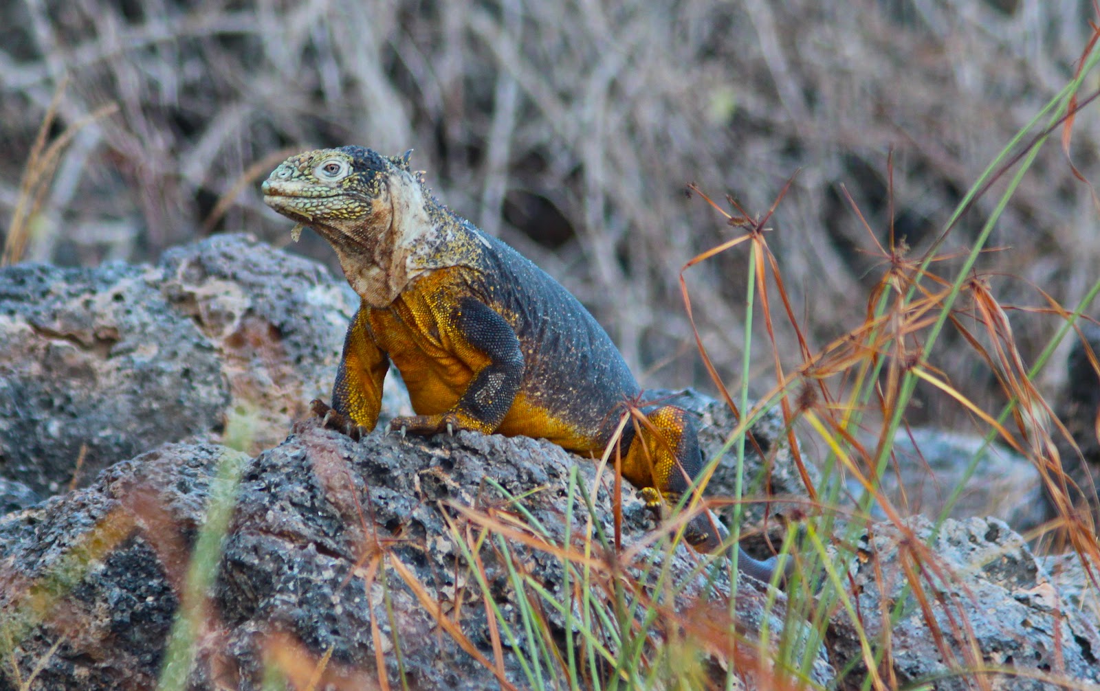 Nature Photography: Galapagos Reptiles & Turtles