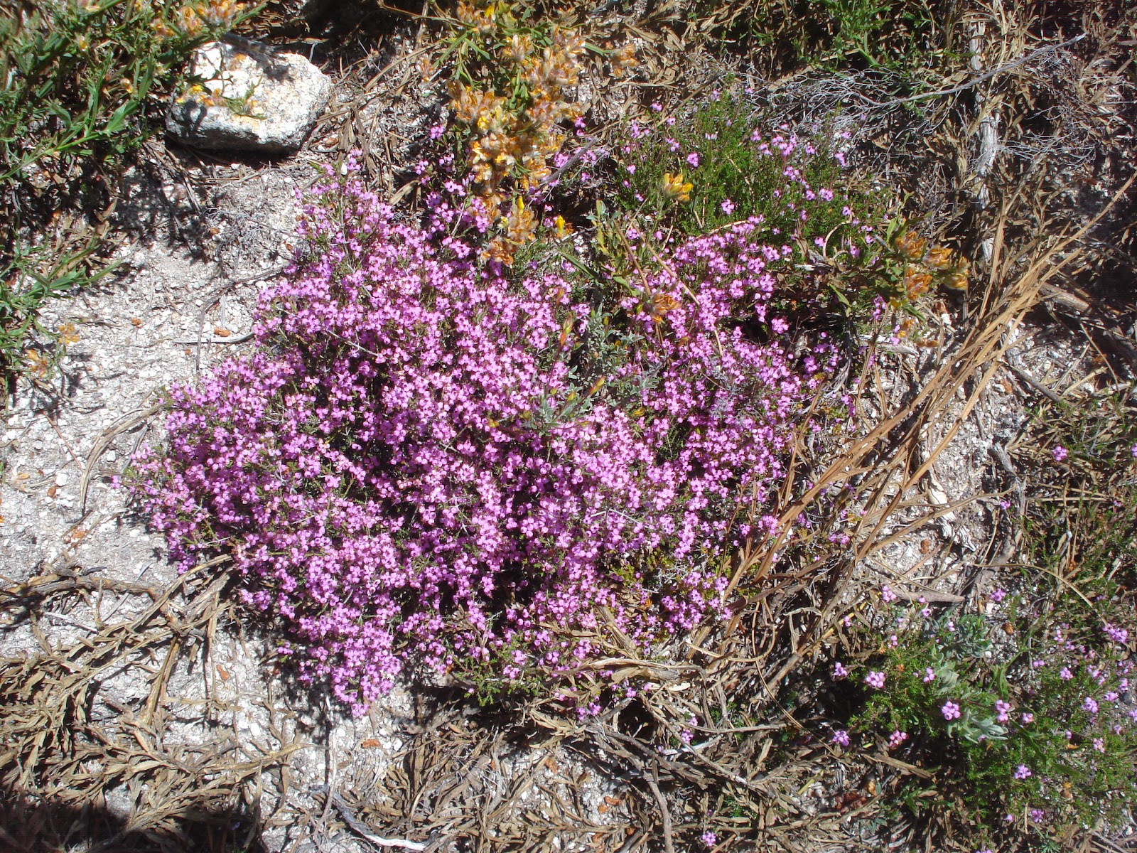 Dos Enxidros (Série II): Urzes