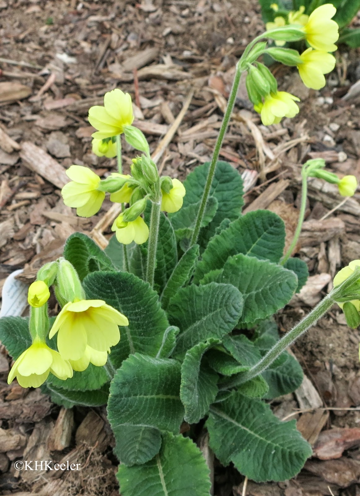 A Wandering Botanist: Plant Story - More Reasons to Like Primroses, Primula