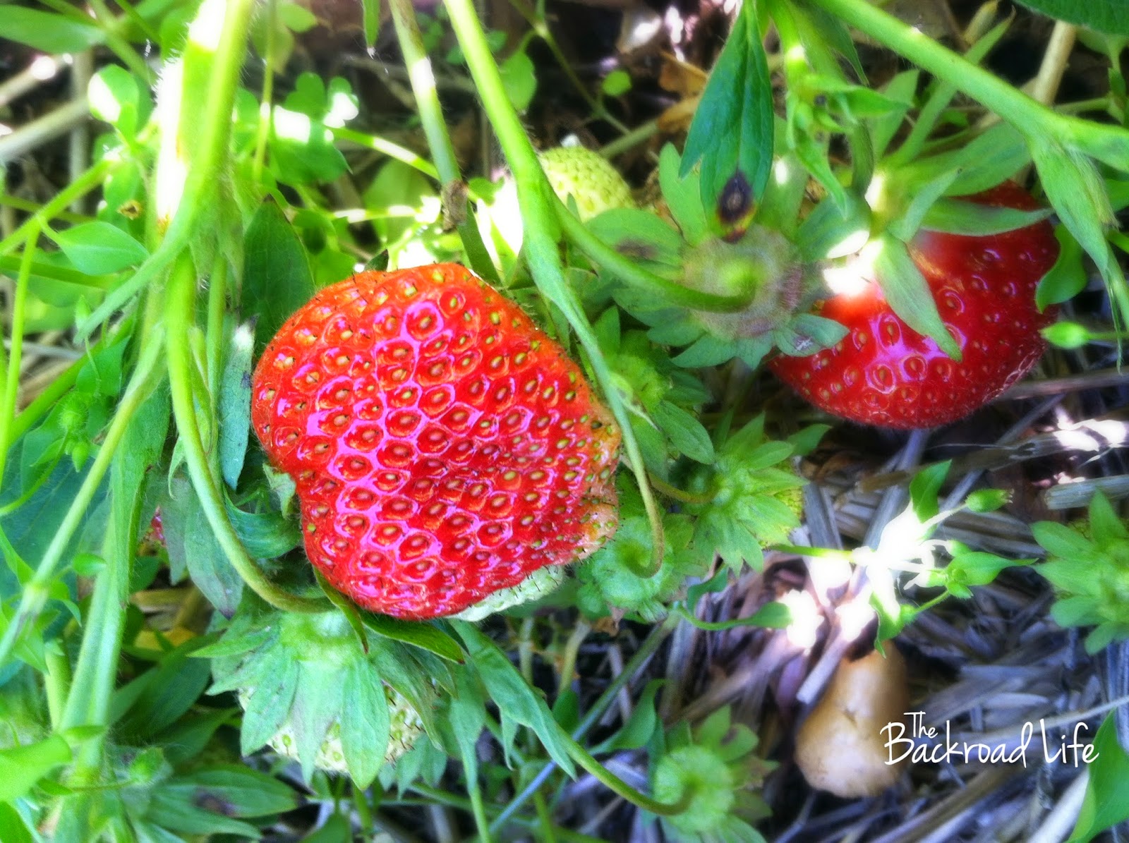 The Backroad Life: Strawberry Picking Tips