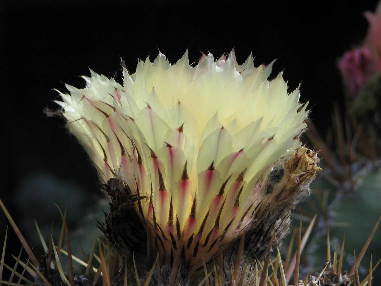 LA MULTI ANI, ROMANIA!: Flori de cactus