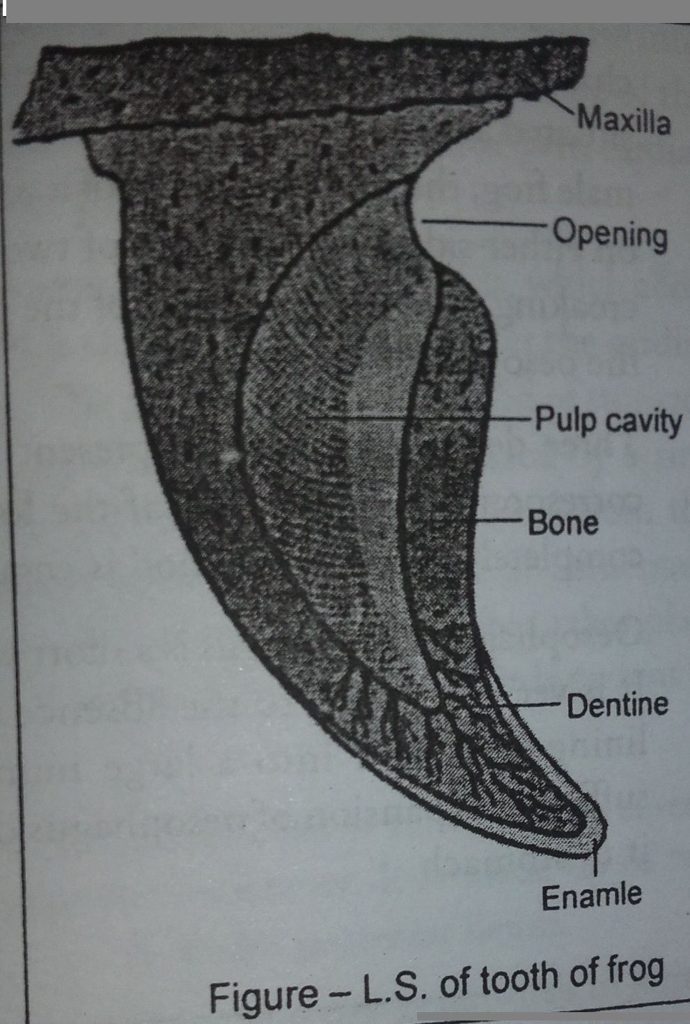 Zoology for higher secondary level: Digestive system
