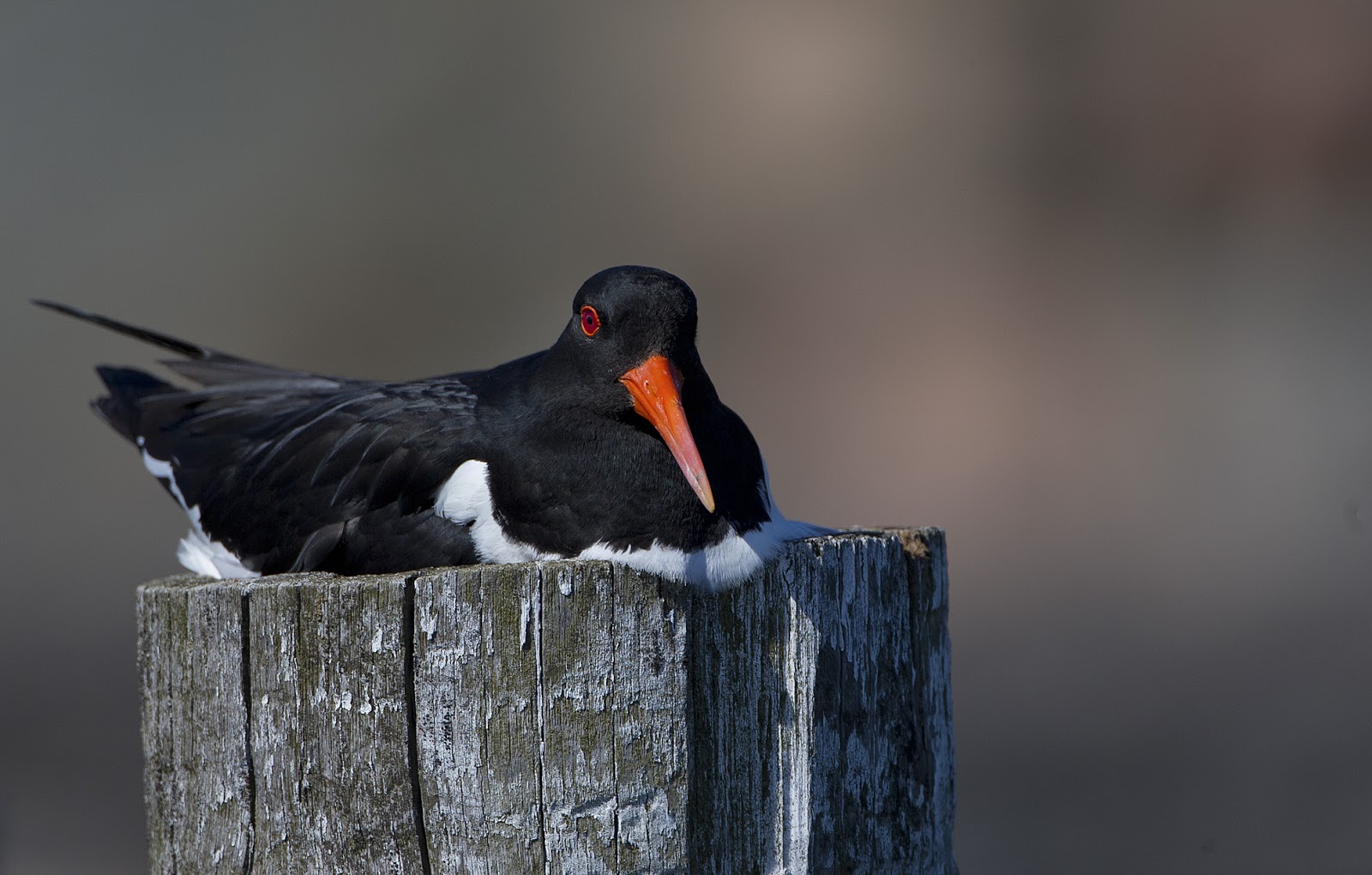 Kenny Isaksson Wildlife Photographer: Strandskatan / Eurasian Oystercatcher