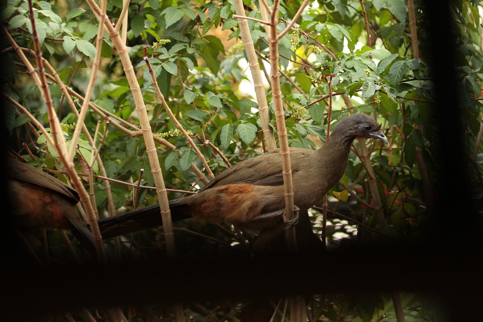 Nuestro bello mundo...: Rufous-vented Chachalaca, Ortalis ruficauda ...