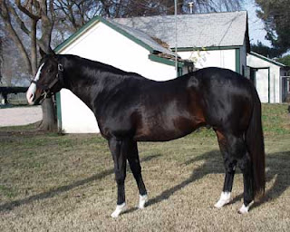 Springstone Horses: When They Say a Sire "Stamps" His Progeny