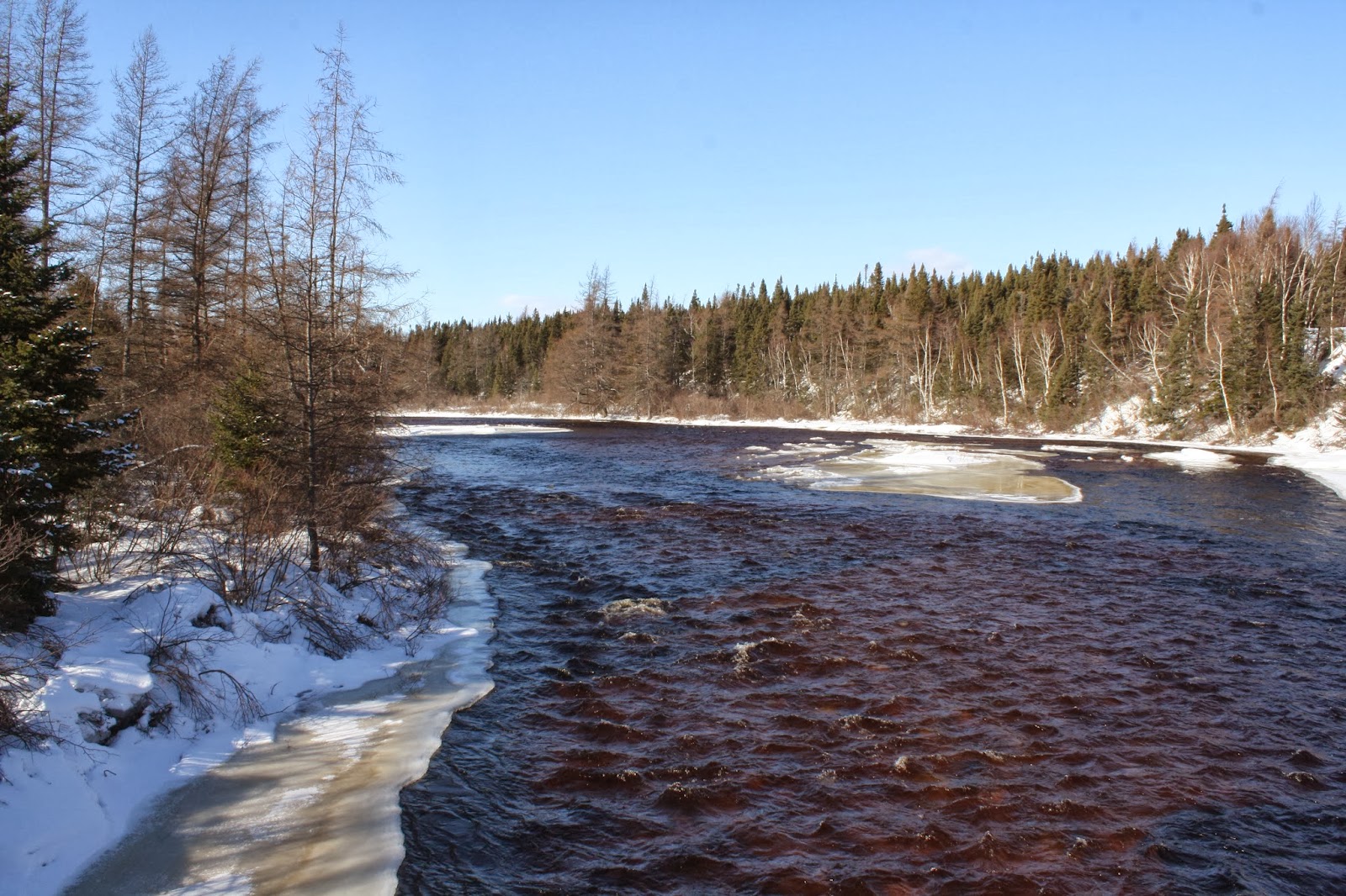 My Dark Cove Pantry: Gambo Pond trout & smelt!