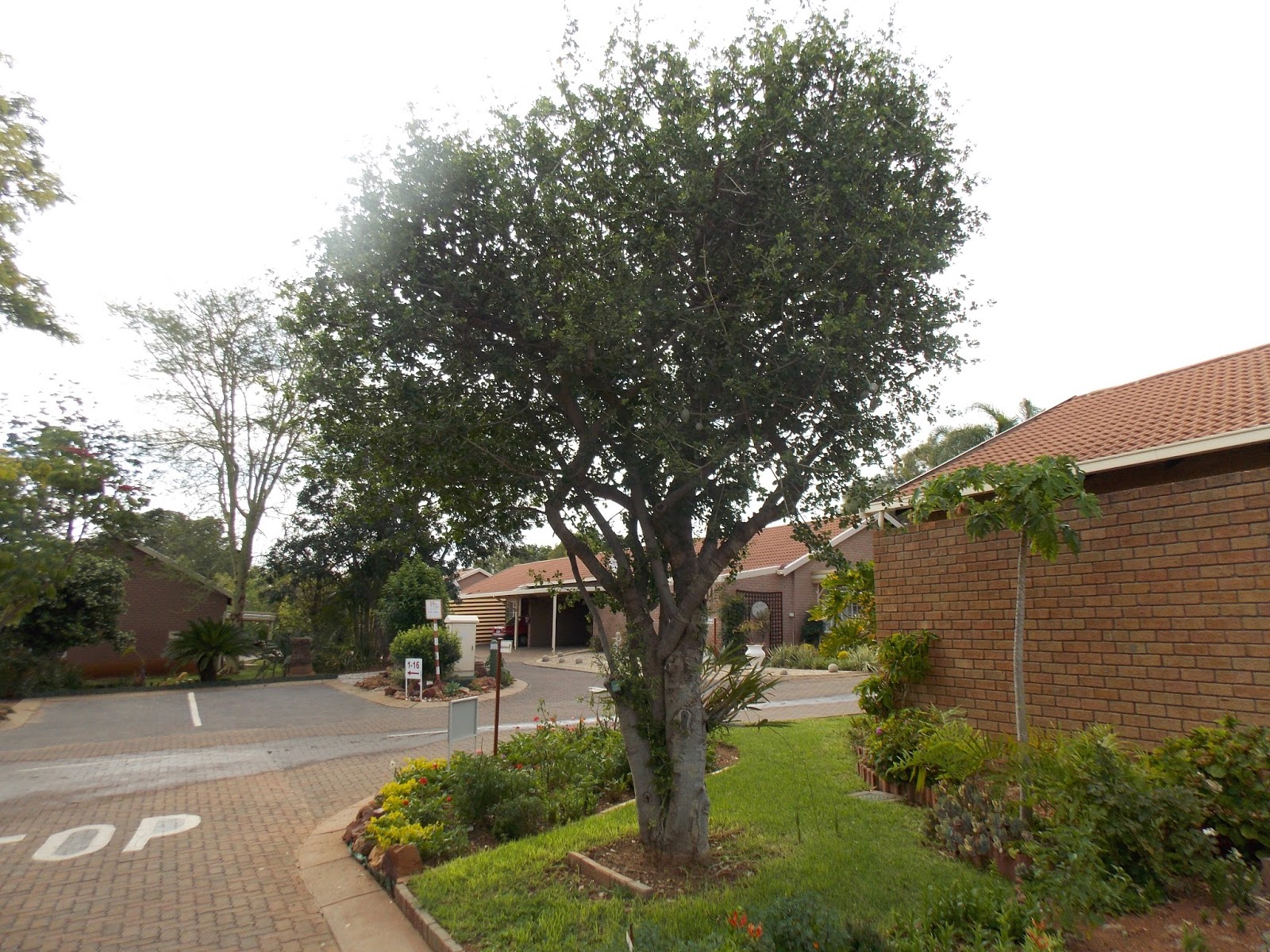 Indigenous tree of the month (7) |Renaissance in the Bushveld