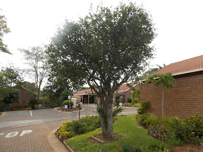 Indigenous tree of the month (7) |Renaissance in the Bushveld