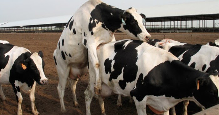 REPRODUCCIÓN Y DETECCIÓN DEL CELO