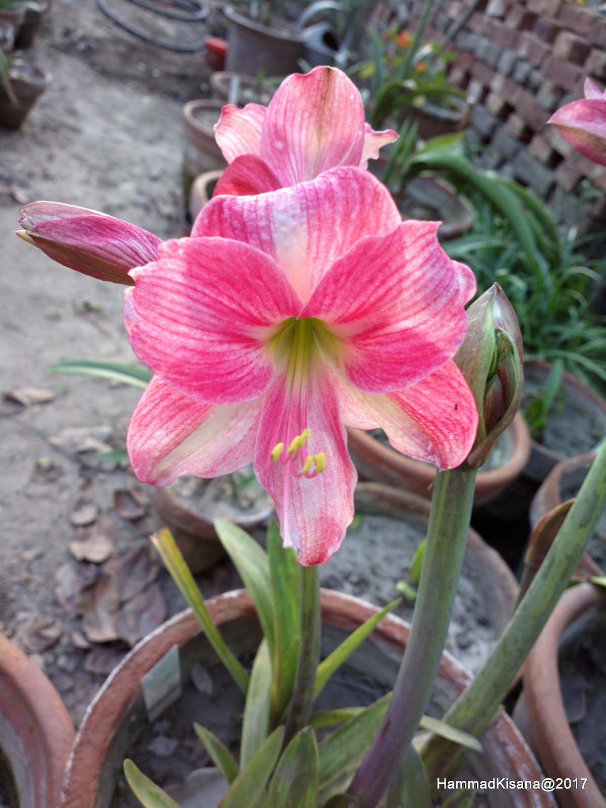 Gardening From Sheikhupura: Hippeastrum 'Neon'