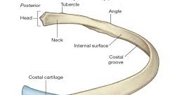 Description of a typical rib ~ University Notes