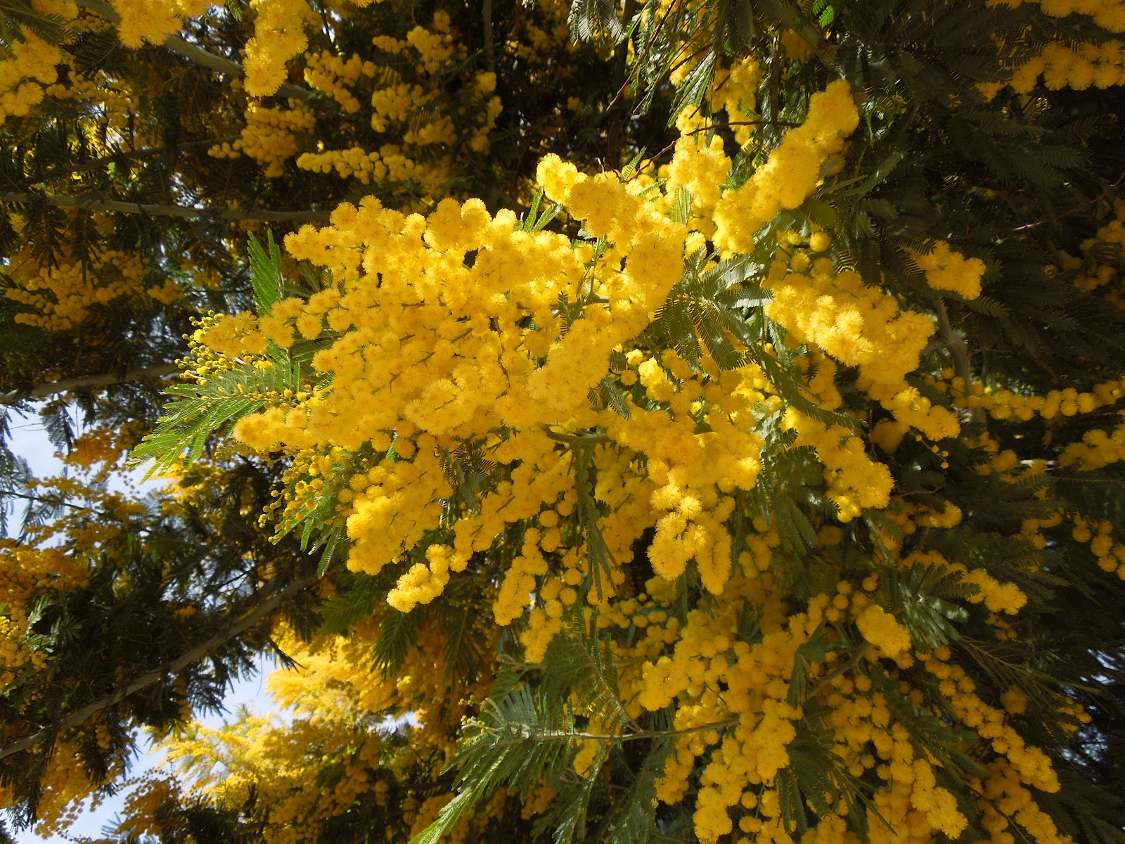 MIMOSA - BOTÀNIC SERRAT