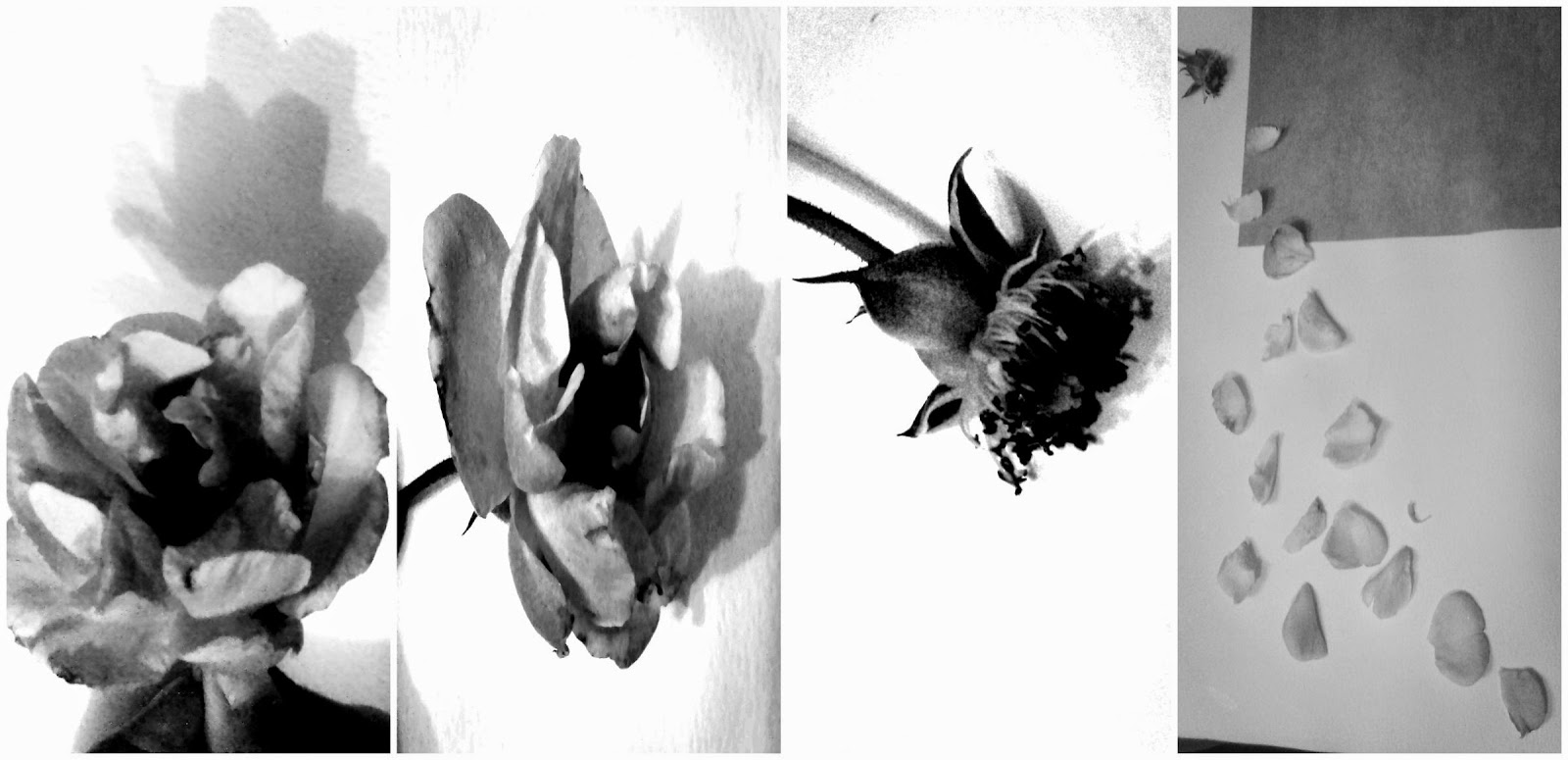 Jasmine Macleod: Decaying Natural Forms