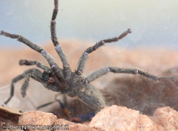 South African Photographs: Lesser Baboon Spider (Harpactirella overdijki)