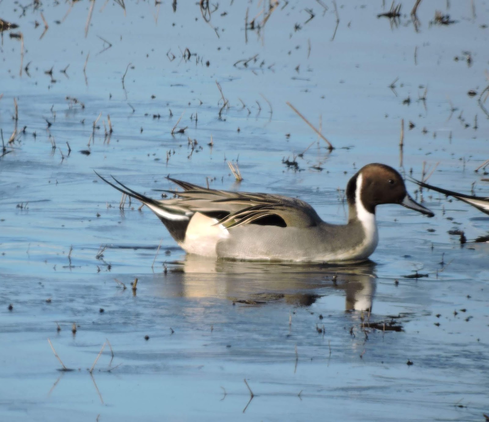 Scene Through My Eyes: Pintail Ducks