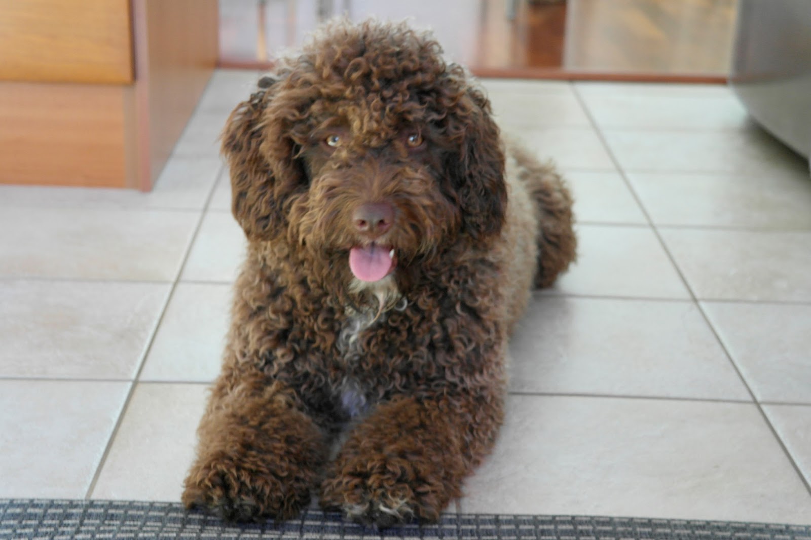 Koiria Ja Ihmisiä: Trimmaus