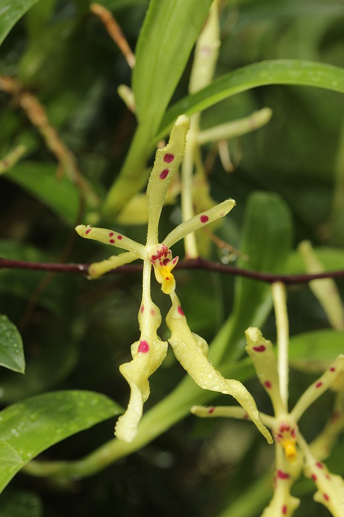 Renanthera citrina care and culture | Travaldo's blog
