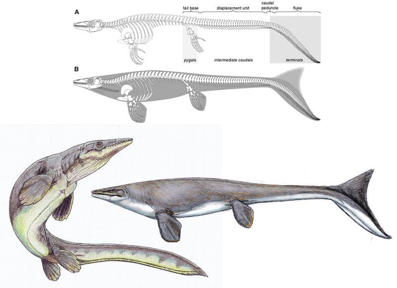 Palaeos, la historia de la Vida en la Tierra: junio 2011