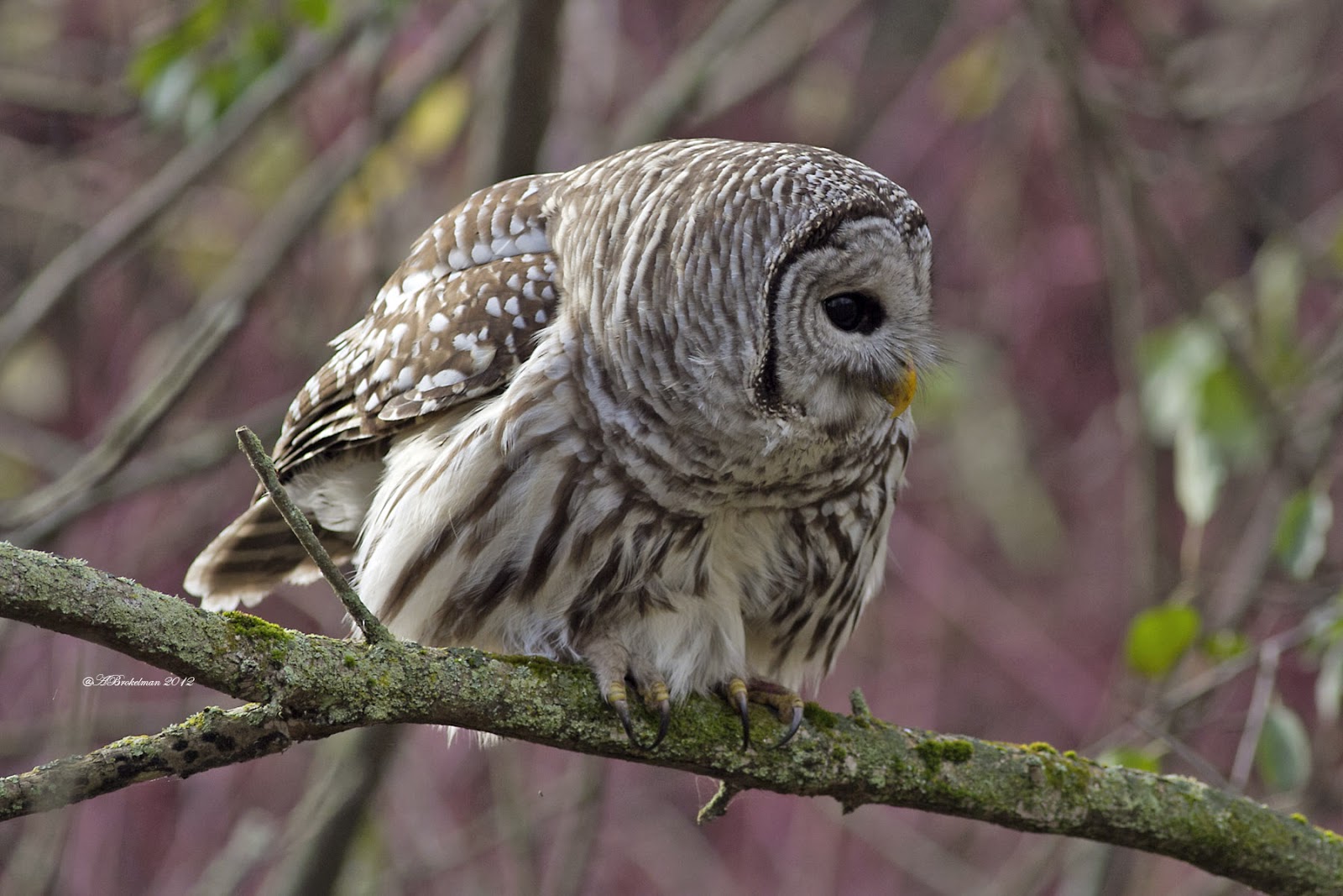 Ann Brokelman Photography: Barred Owl from the weekend, preening and flying