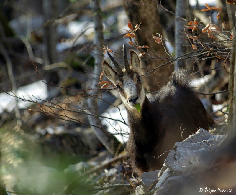 Balkan Lov: DIVOKOZA