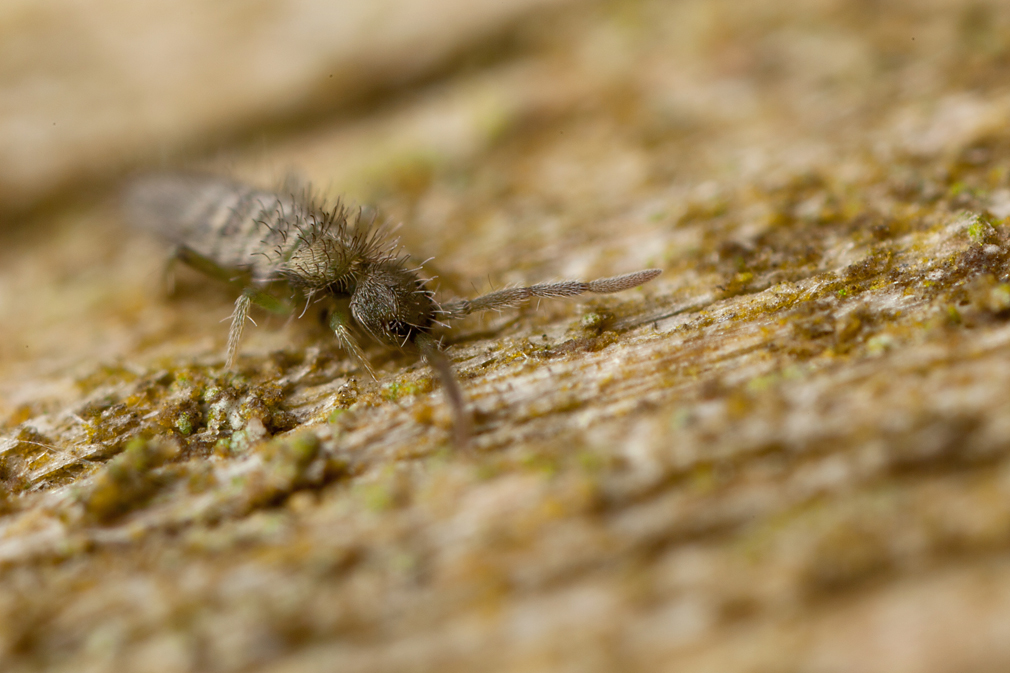 phils photographic adventures: Jan 8th Alian Blob and springtails at ...