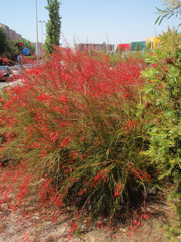 HERBARIO VIRTUAL DE BANYERES DE MARIOLA Y ALICANTE: Russelia ...