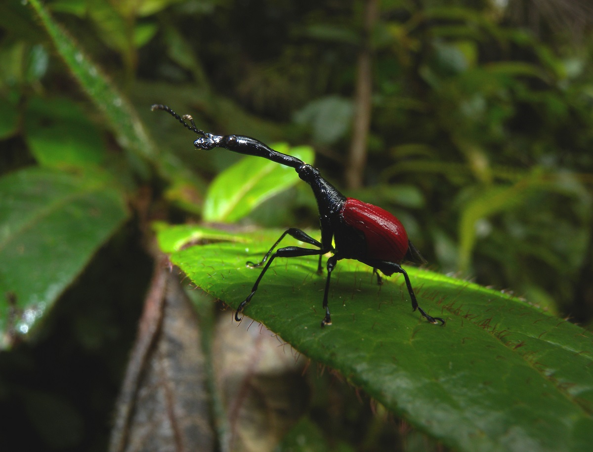 Real Monstrosities: Giraffe Weevil