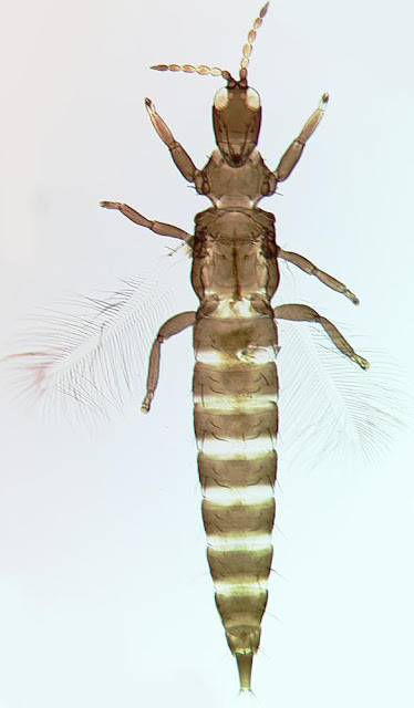 INSECTOS DE P.R. In Memoriam Dr Luis F Martorell y Dr Alain Liogier ,DR ...