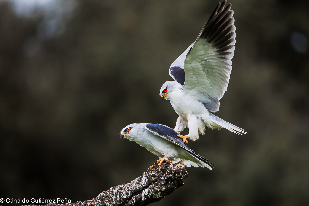ELANIO AZUL - Elanus Caeruleus | Observatorio de la Naturaleza