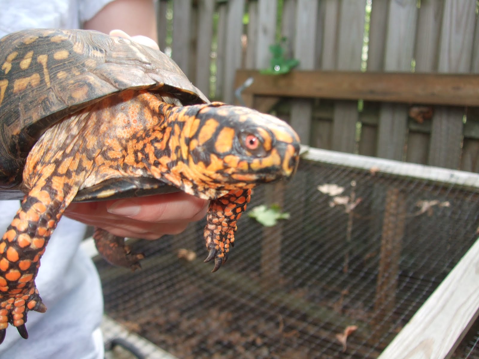 Pick Your Feet Up: Wildlife Wednesday: Eastern Box Turtle