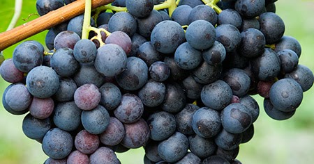 Cultivation practices of Grape or Package practice of Grape