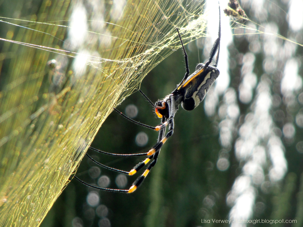 Edify Me: Botter Spinnekop