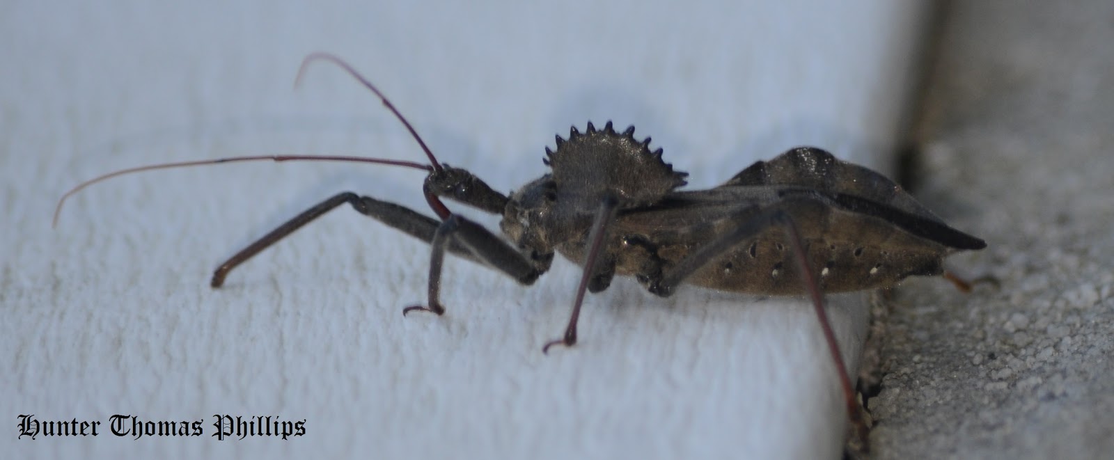Wheel Bug