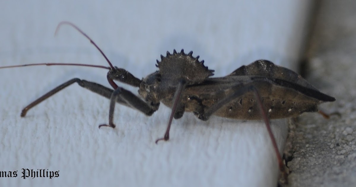 Wheel Bug