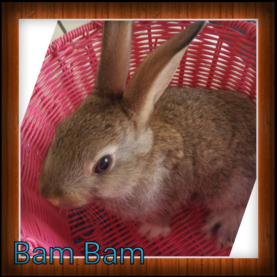 Rabbit Rescue Sanctuary: TWEED HEADS BABY RESCUE RABBITS FOR ADOPTION