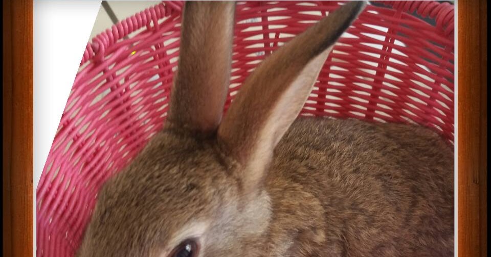 Rabbit Rescue Sanctuary: TWEED HEADS BABY RESCUE RABBITS FOR ADOPTION