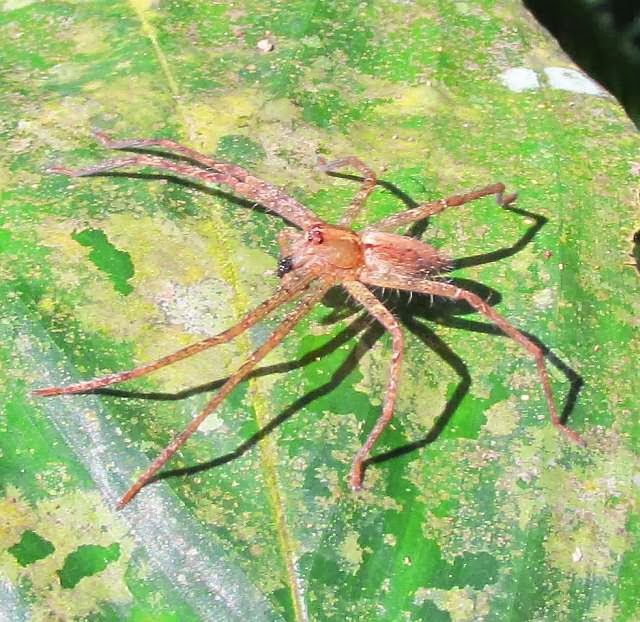 Photos and Info on Ants and Termites of Malaysia: Tropical Rainforest ...