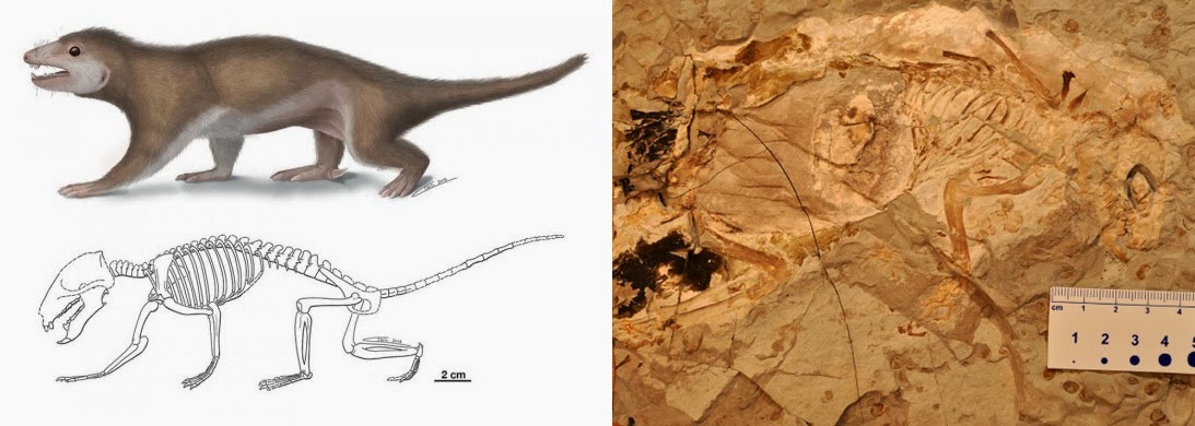 Palaeos, la historia de la Vida en la Tierra: Top 10: Lo mejor del 2013