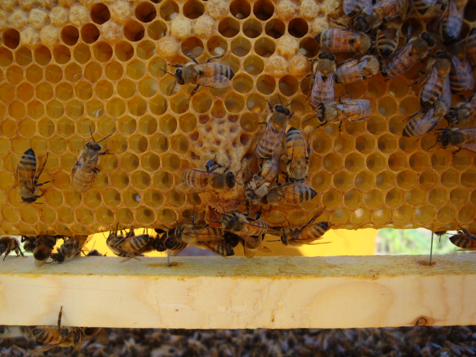 Il fantastico mondo delle api-: Seconda sciamatura e controllo celle ...