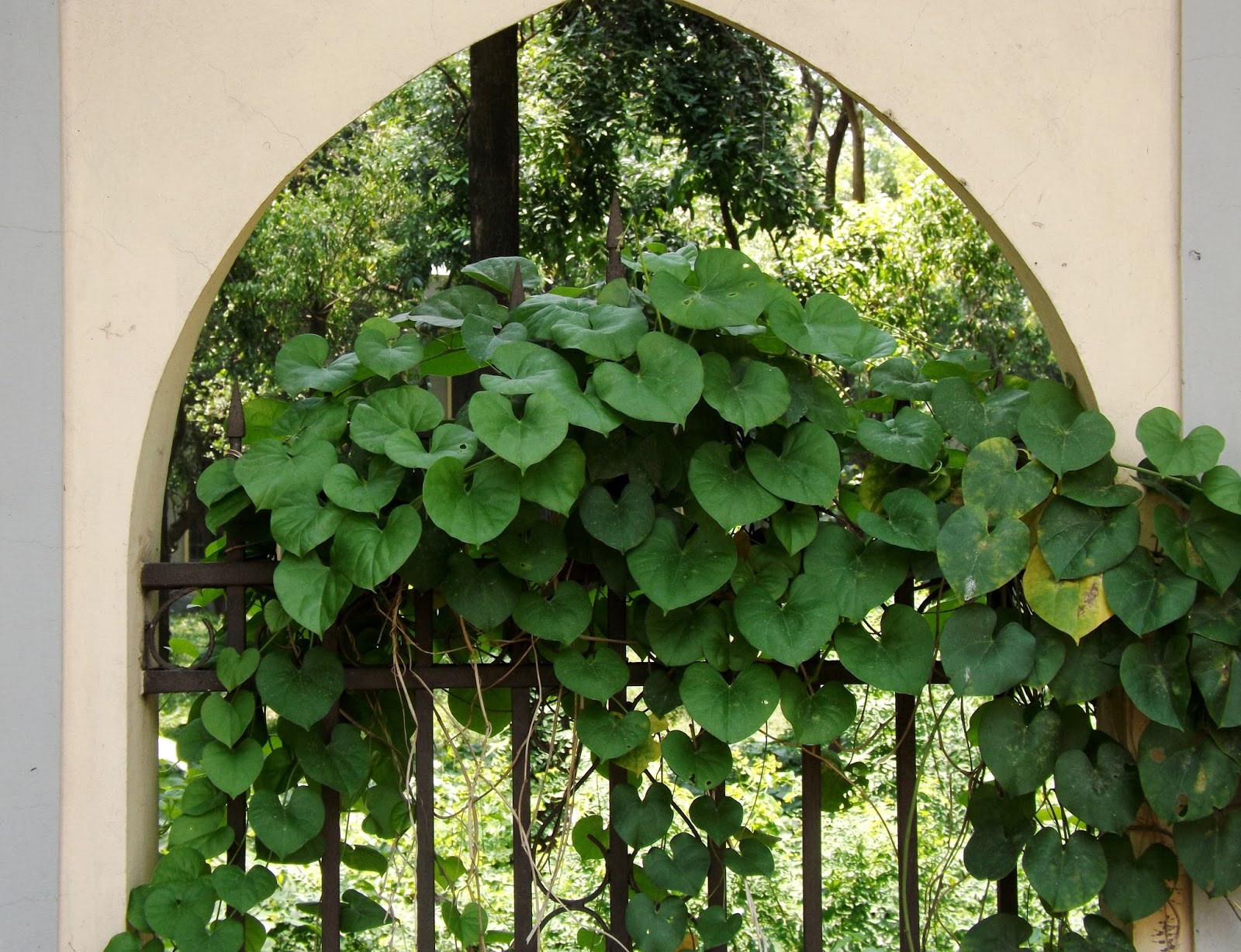 Tinospora Cordifolia