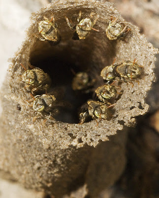 foto y natura: Abejas mexicanas