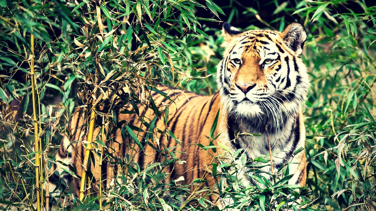 Myrtle beach safari - Encounter Wild in the Dark