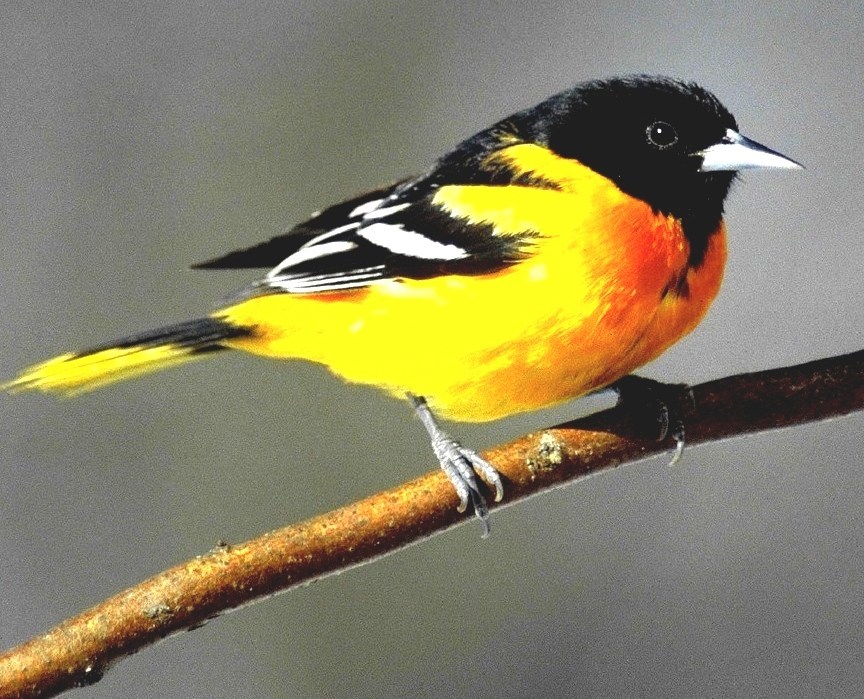 Bird Vocalization - Learning Bird Calls