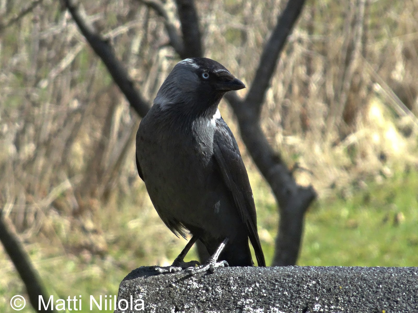 matti metsässä ja muualla: NAAKKA Corvus monedula