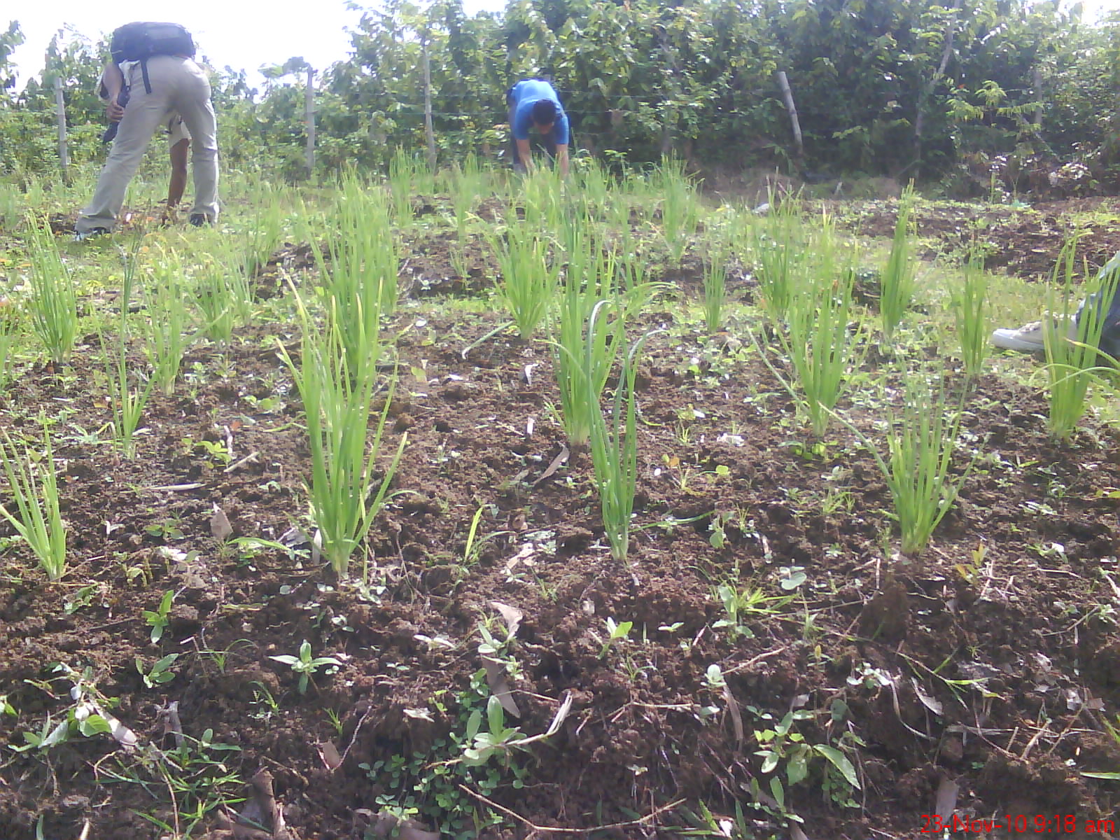 Budidaya Bawang merah (Allium cepa): TANAMAN BAWANG MERAH